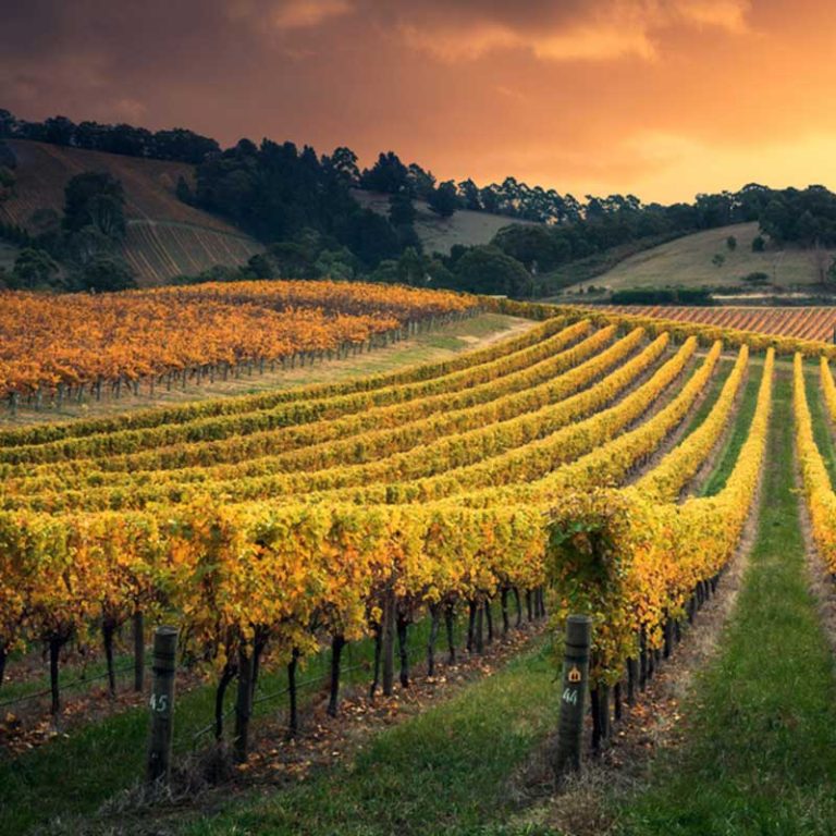 Box Hill RSL – Best RSL in Victoria