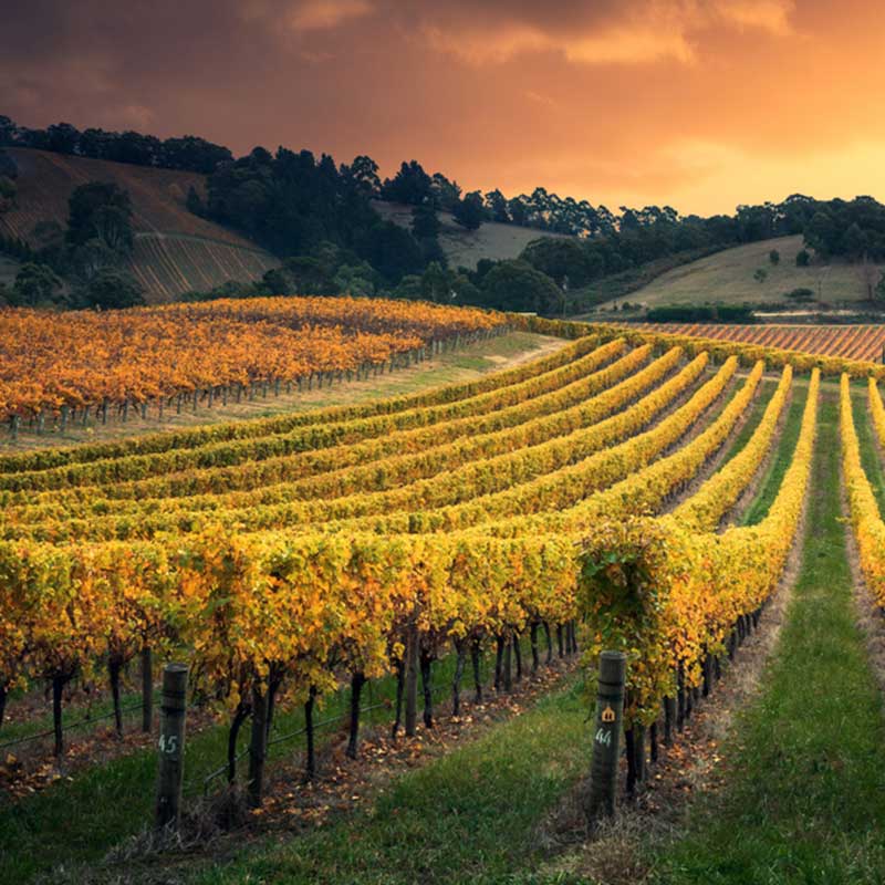 Box Hill RSL – Best RSL in Victoria